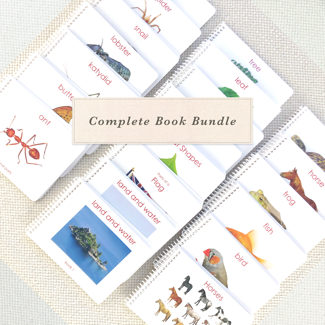 bkall-rug.png?v=1739993506&width=2048