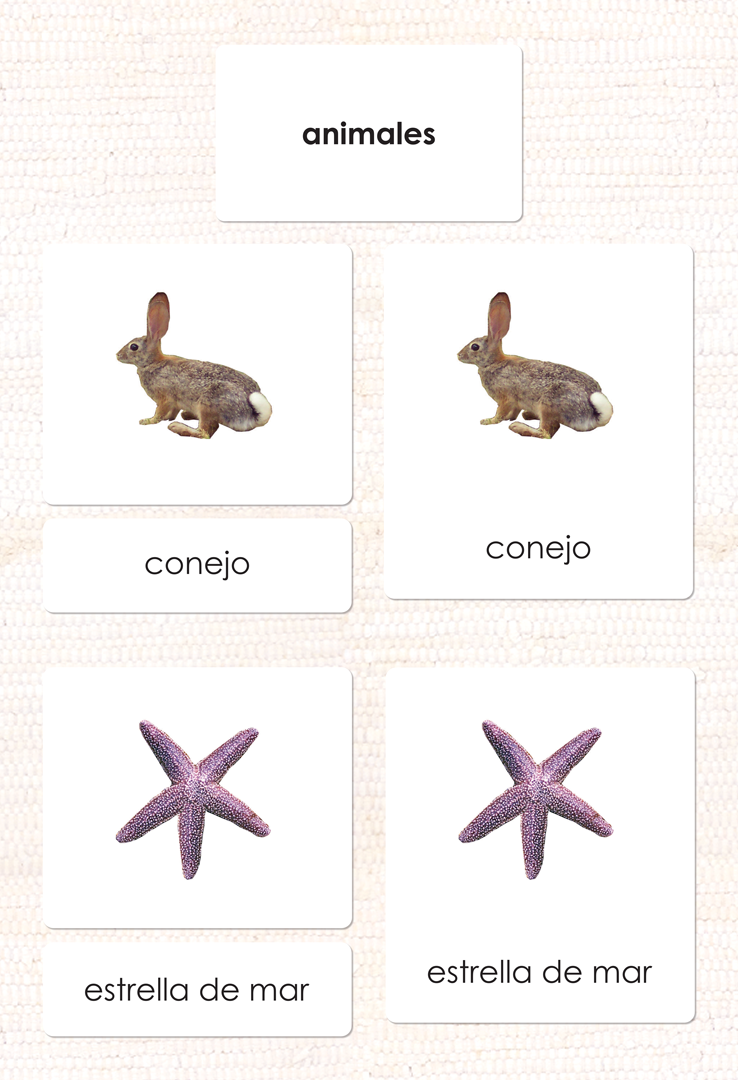 Animal Kingdom Montessori Zoology Cards