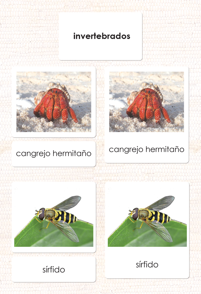 Invertebrates Montessori Zoology Cards – Maitri Learning