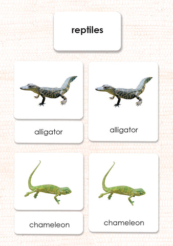 Reptiles Montessori Zoology Cards – Maitri Learning