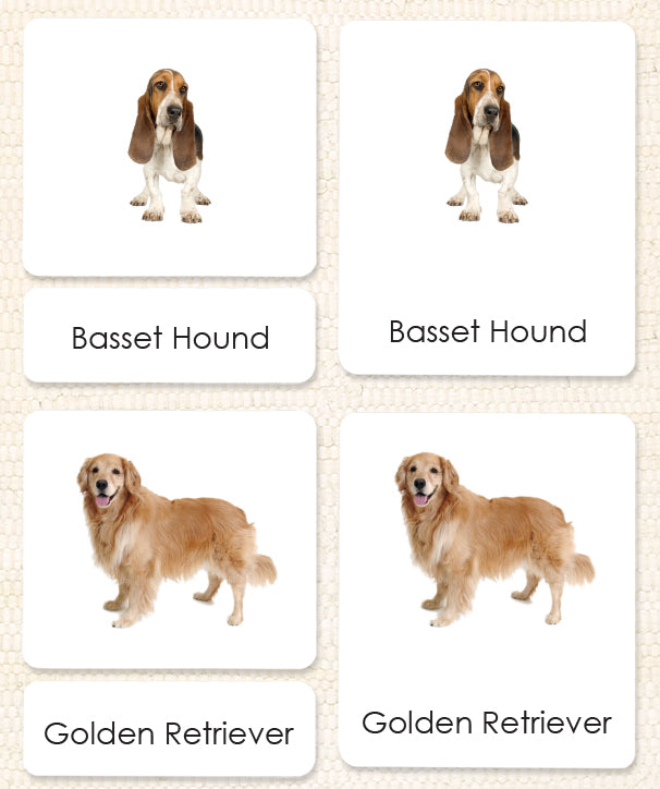 Dog Breeds Montessori 3-Part Cards – Maitri Learning
