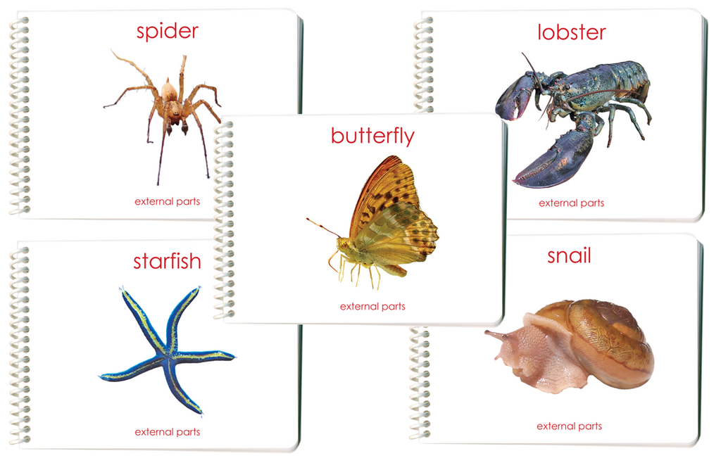 Montessori Invertebrate Anatomy Book Set – Maitri Learning