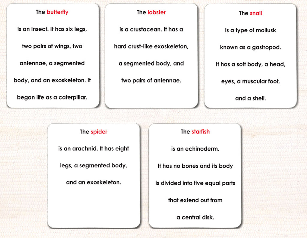 Montessori Invertebrates Definition Set – Maitri Learning