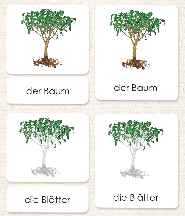 Montessori "Parts of" the Tree Reading Classification Cards in German
