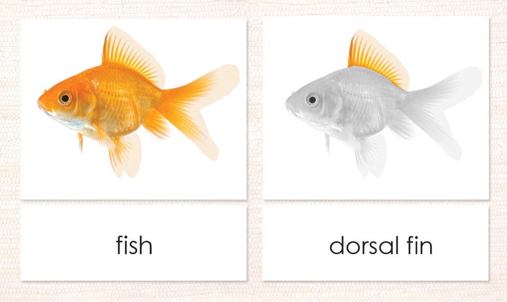 Montessori "Parts of" the Fish Reading Classification Cards – Maitri ...