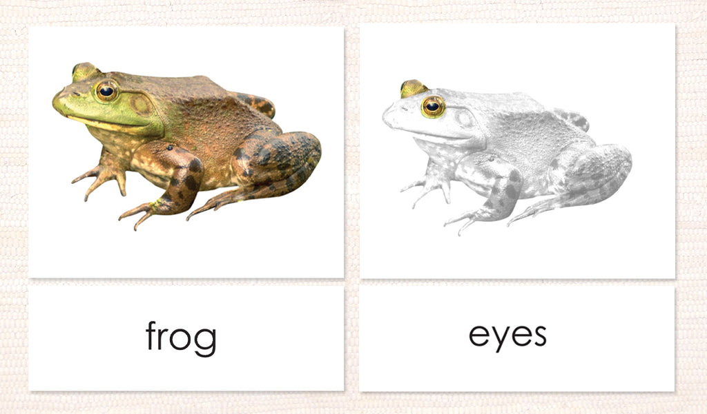 Montessori "Parts of" the Frog Reading Classification Cards – Maitri ...