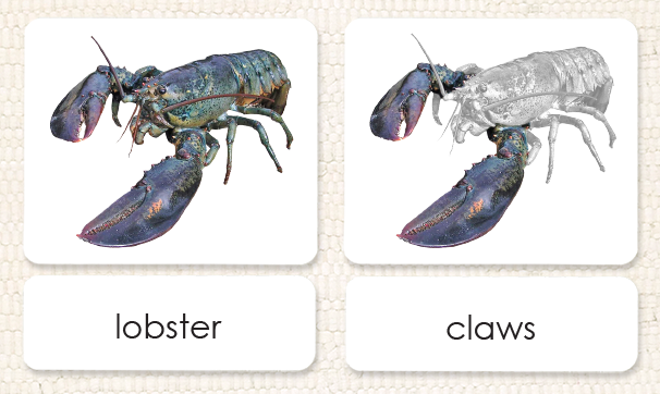 Montessori "Parts of" the Lobster Reading Classification Cards – Maitri ...