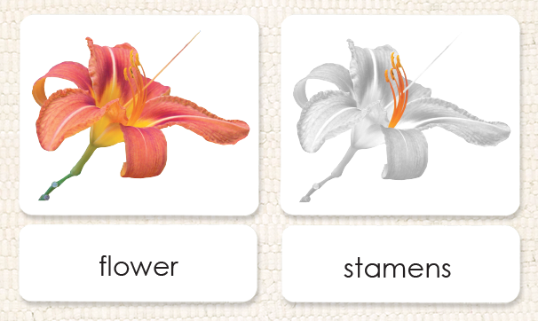 Montessori "Parts of" the Flower Reading Classification Cards – Maitri ...