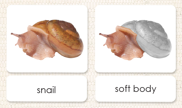 Montessori "Parts of" the Snail Reading Classification Cards – Maitri ...