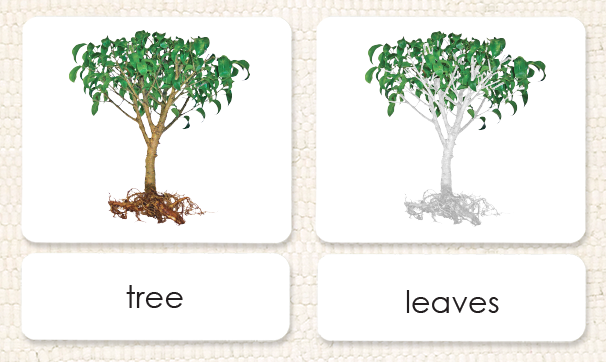 Montessori "Parts of" the Tree Reading Classification Cards – Maitri ...