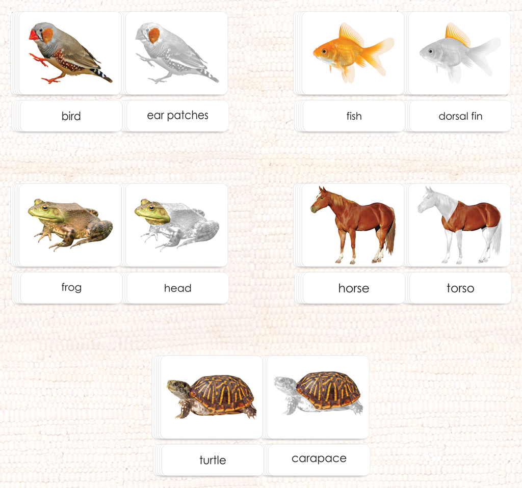Montessori Vertebrates Anatomy Set – Maitri Learning