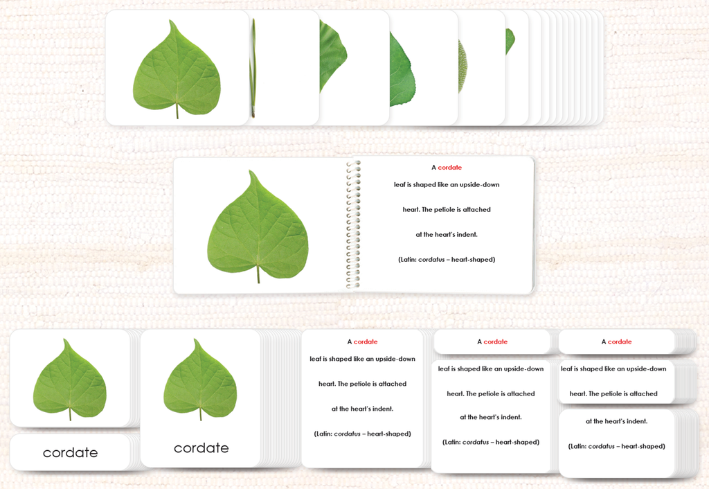 Leaf Shapes Book & Card Set – Maitri Learning