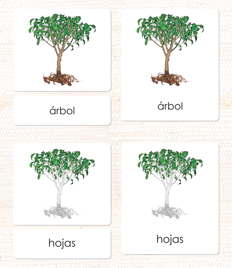 Montessori Partes del Árbol – Maitri Learning