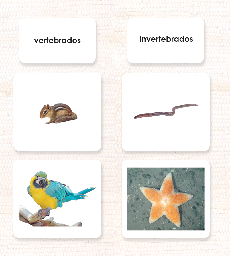 Spanish Invertebrates/Vertebrates Sorting – Maitri Learning