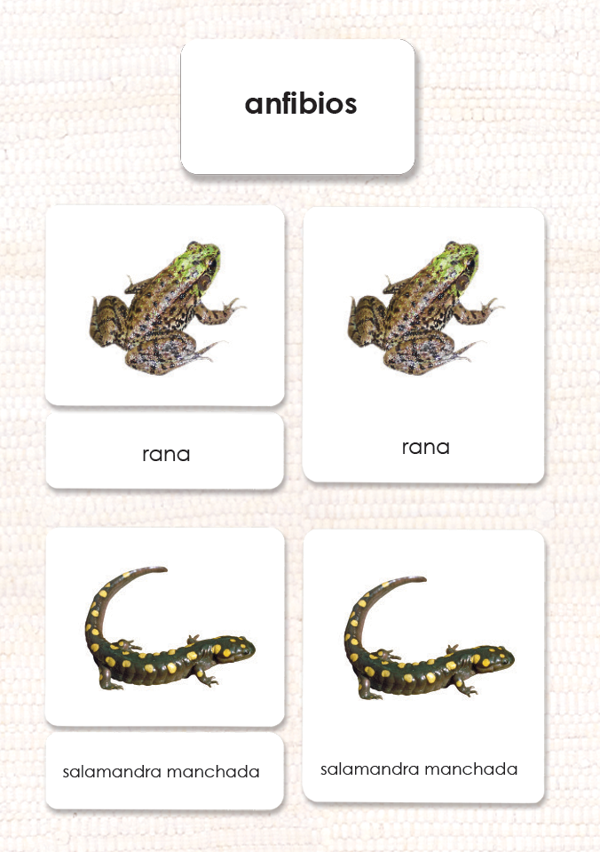 Amphibian Montessori Zoology Cards – Maitri Learning