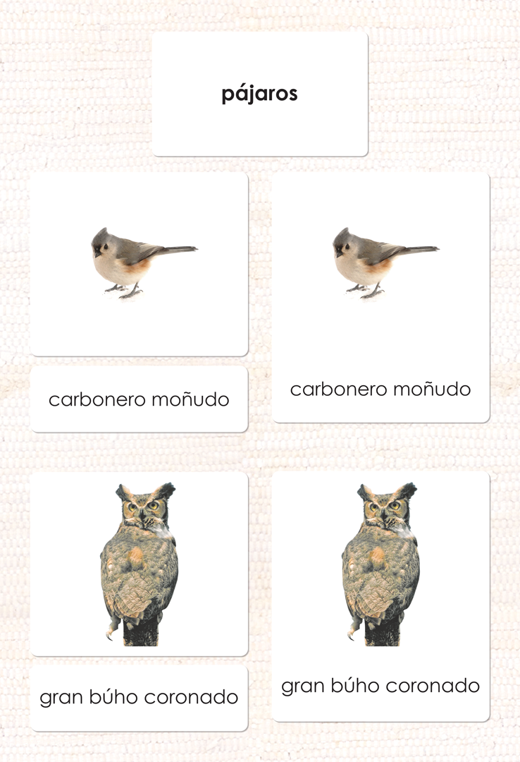 Bird Montessori Zoology Cards