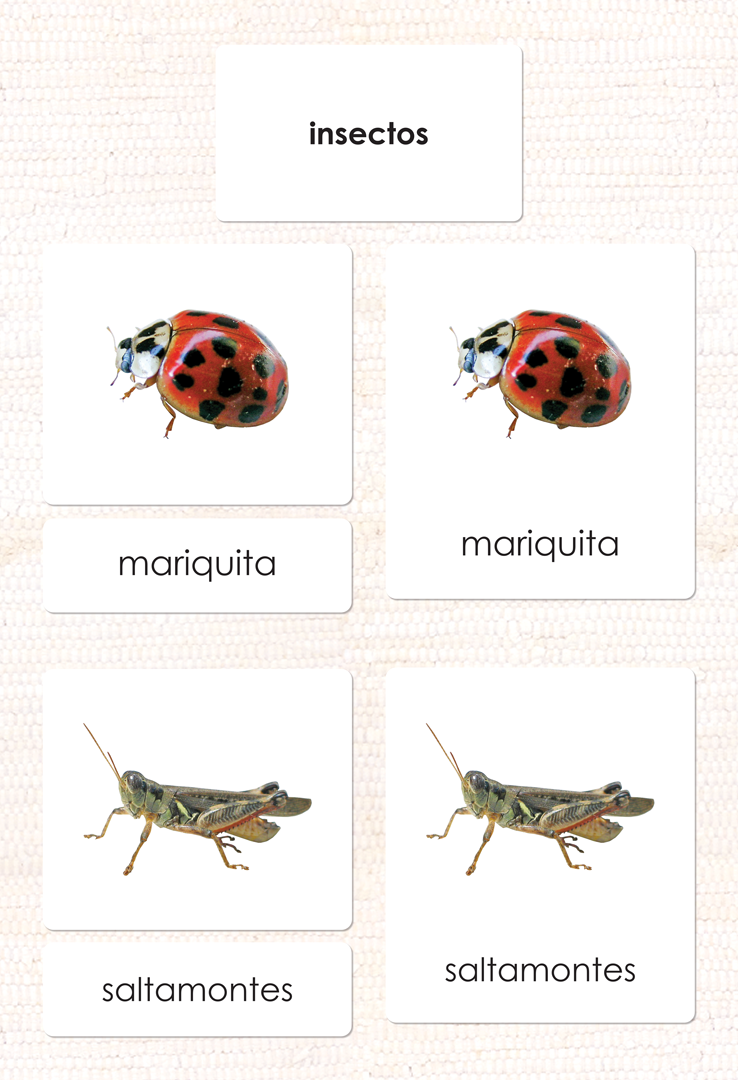 Insects Montessori Zoology Cards