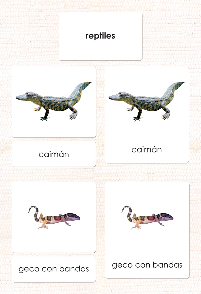Reptiles Zoology Cards/Materiales Montessori en Español – Maitri Learning