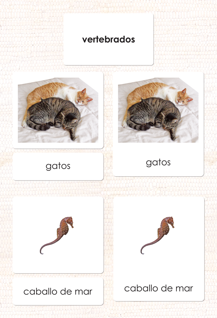 Vertebrates Montessori Zoology Cards/Vertebrados – Maitri Learning