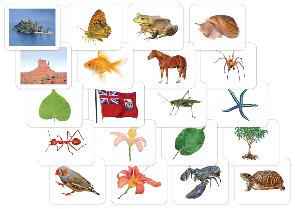 Advanced Montessori Vocabulary Card Set/20 – Maitri Learning