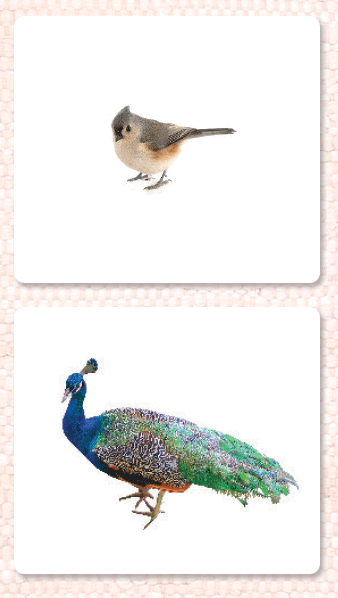 Birds Montessori Vocabulary Cards – Maitri Learning