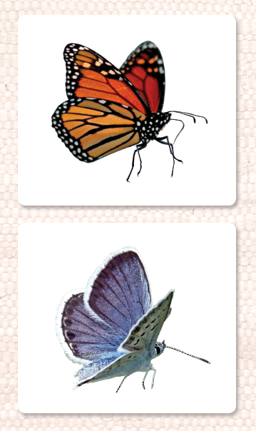 Butterflies Montessori Vocabulary Cards – Maitri Learning