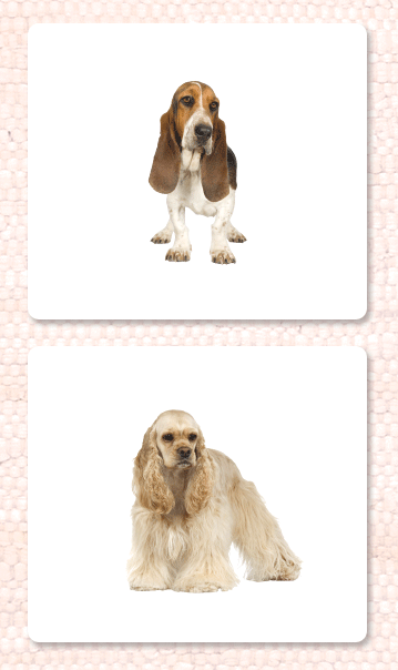 Dogs Montessori Vocabulary Cards – Maitri Learning