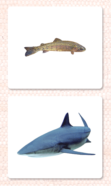 Fish Montessori Vocabulary Cards – Maitri Learning