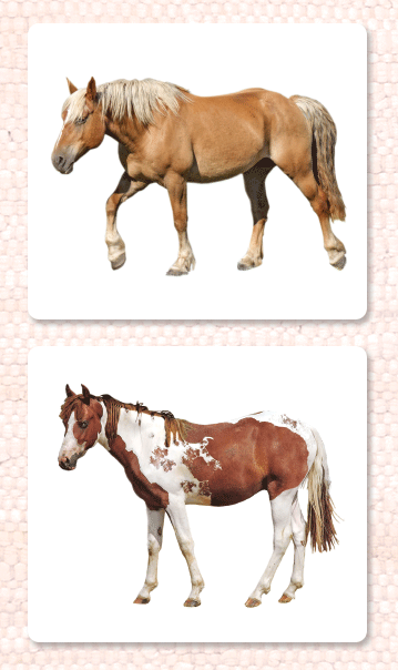 Horse Montessori Vocabulary Cards – Maitri Learning