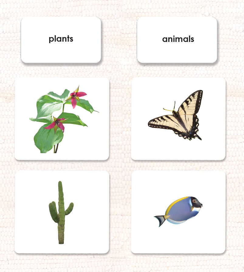 Plant/Animal Kingdom Sorting – Maitri Learning