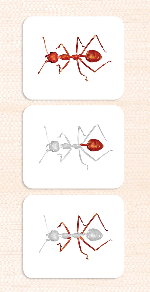 Parts of the Ant Montessori Vocabulary Cards – Maitri Learning
