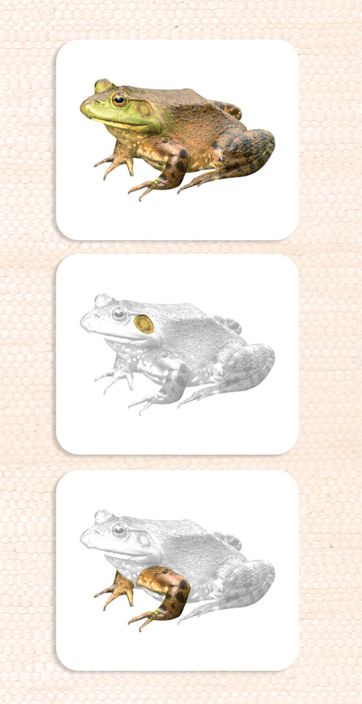 Parts of the Frog Montessori Vocabulary Cards – Maitri Learning