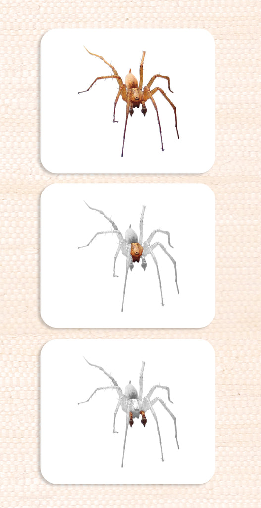 Parts of the Spider Montessori Vocabulary Cards – Maitri Learning