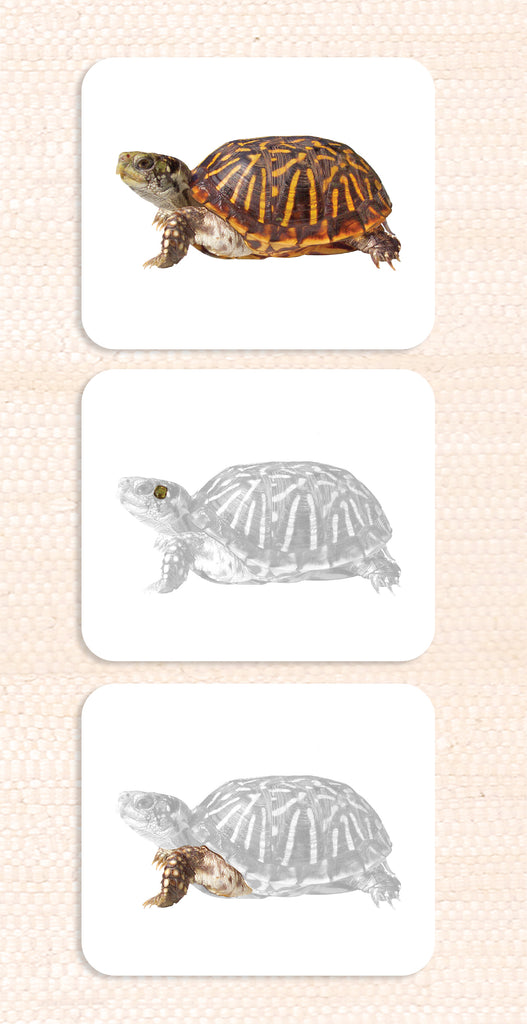 Parts of the Turtle Montessori Vocabulary Cards – Maitri Learning