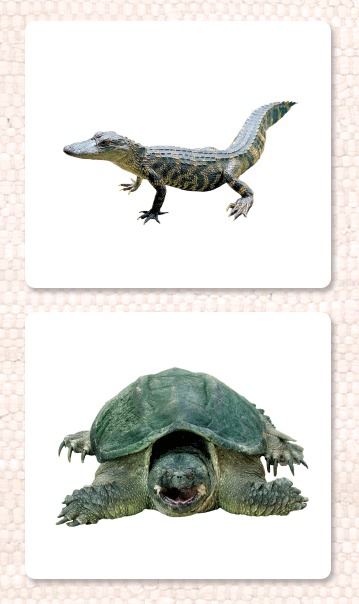 Reptiles Montessori Vocabulary Cards – Maitri Learning