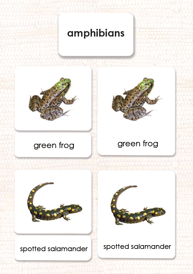 Amphibian Montessori Zoology Cards – Maitri Learning