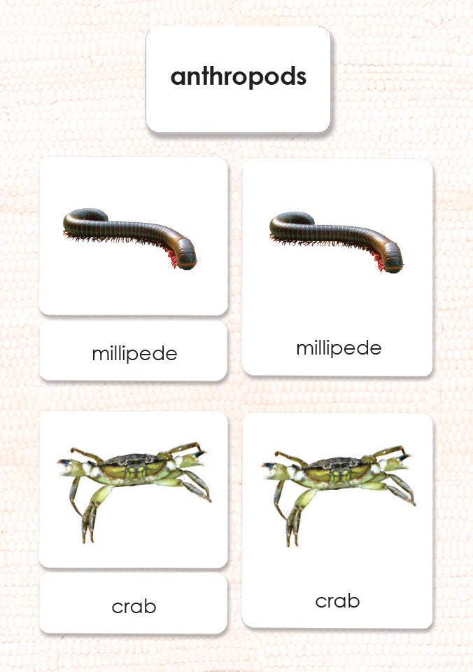 Arthropods Montessori Zoology Cards – Maitri Learning