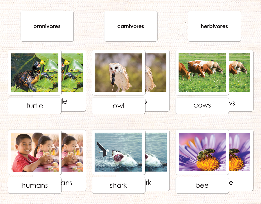 Carnivores, Herbivores & Omnivores Montessori Zoology Cards – Maitri ...
