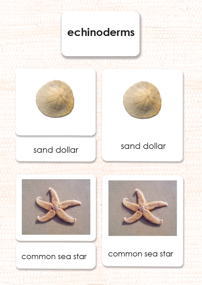 Echinoderms Montessori Zoology Cards – Maitri Learning