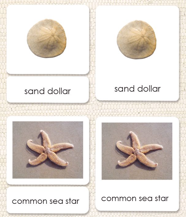 Echinoderms Montessori Zoology Cards