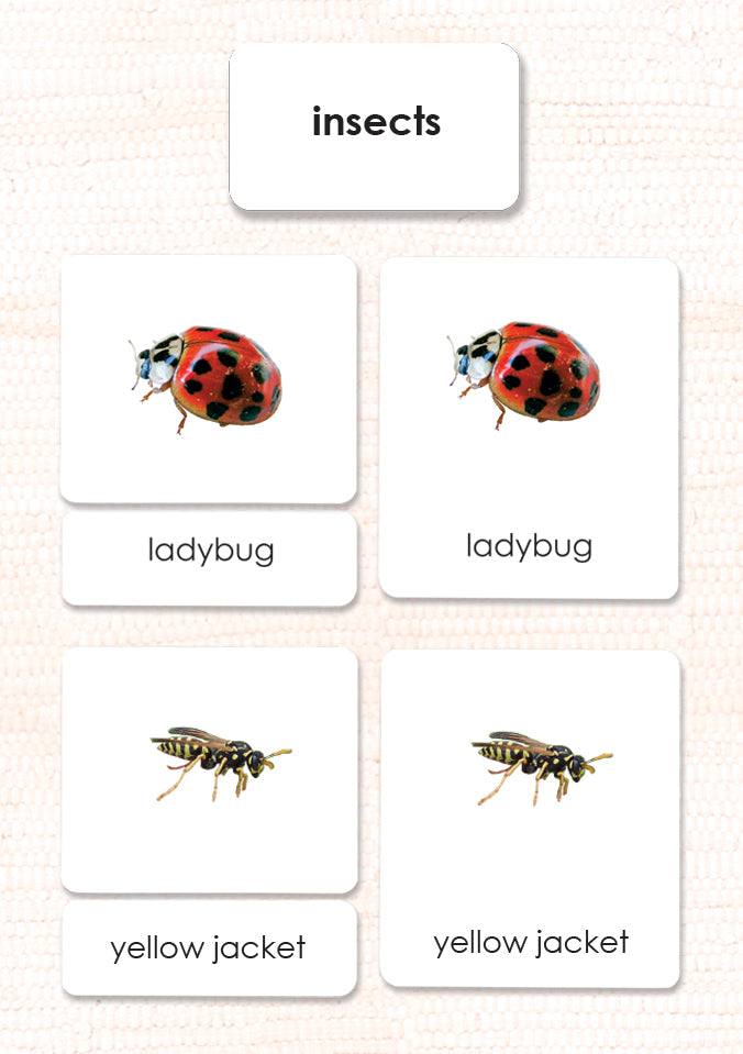 Insects Montessori Zoology Cards – Maitri Learning