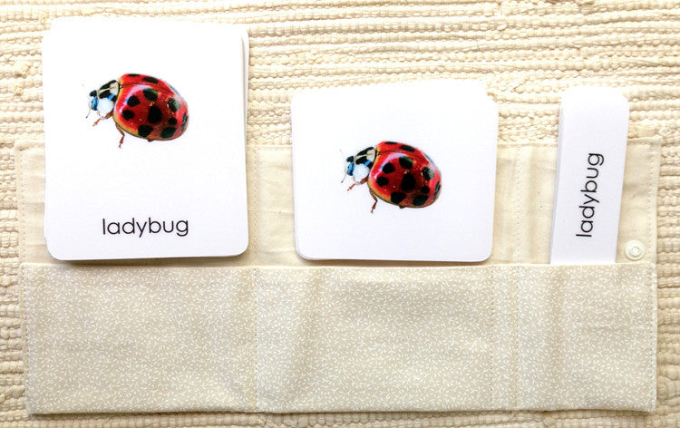Insects Montessori Zoology Cards – Maitri Learning