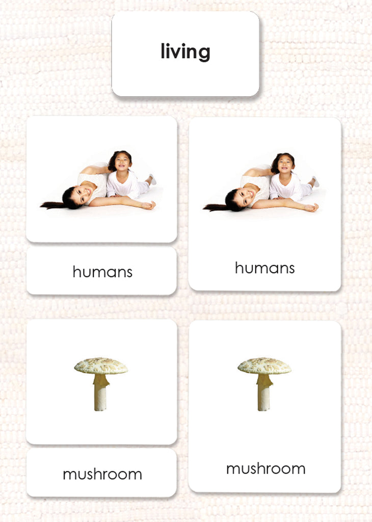 Living Montessori Zoology Cards – Maitri Learning