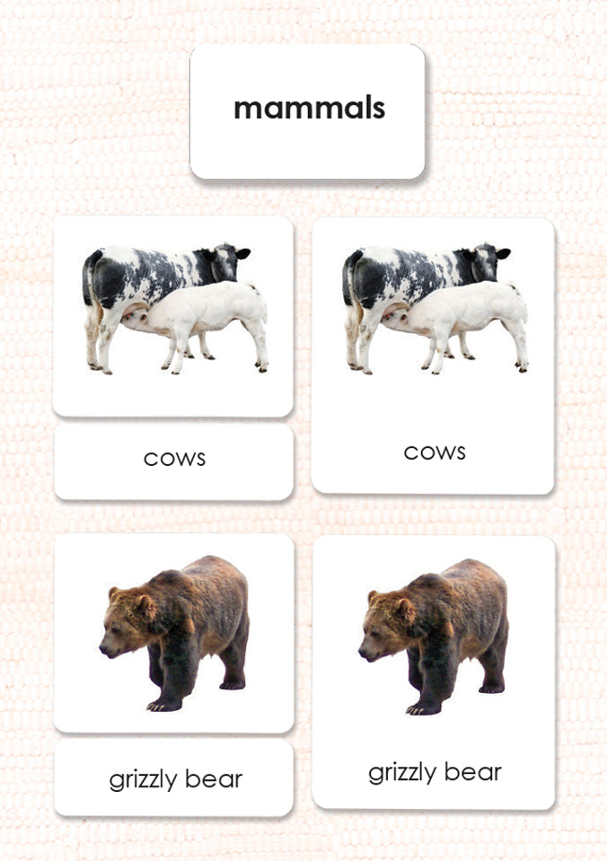 Mammals Montessori Zoology Cards – Maitri Learning