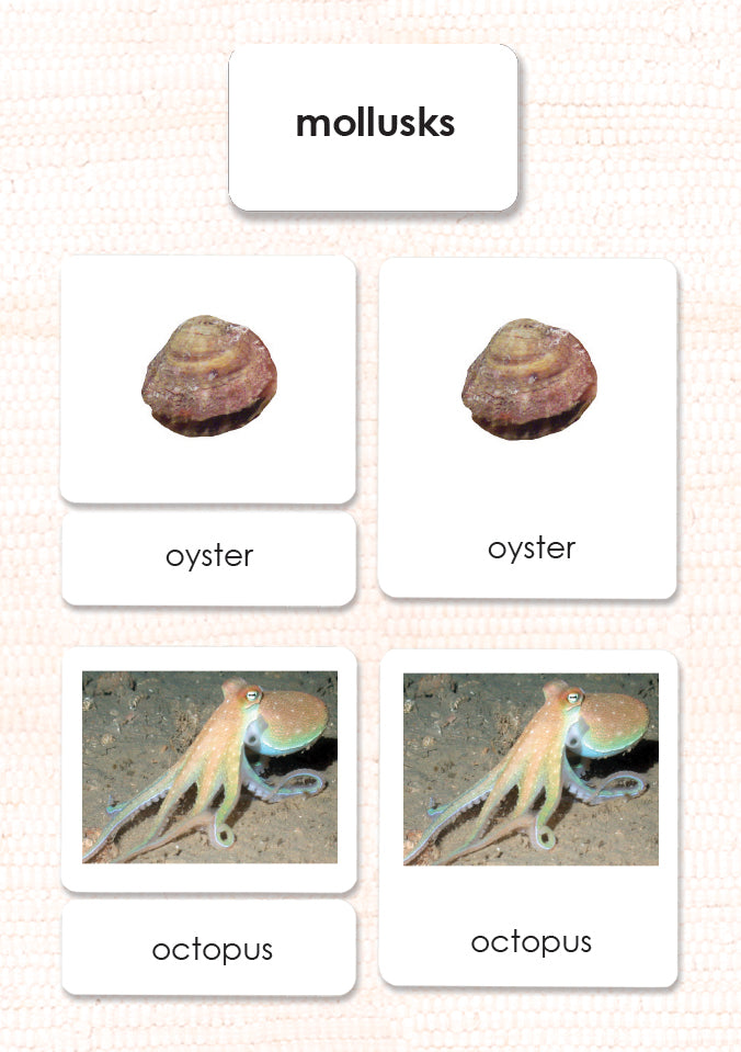 Mollusks Montessori Zoology Cards