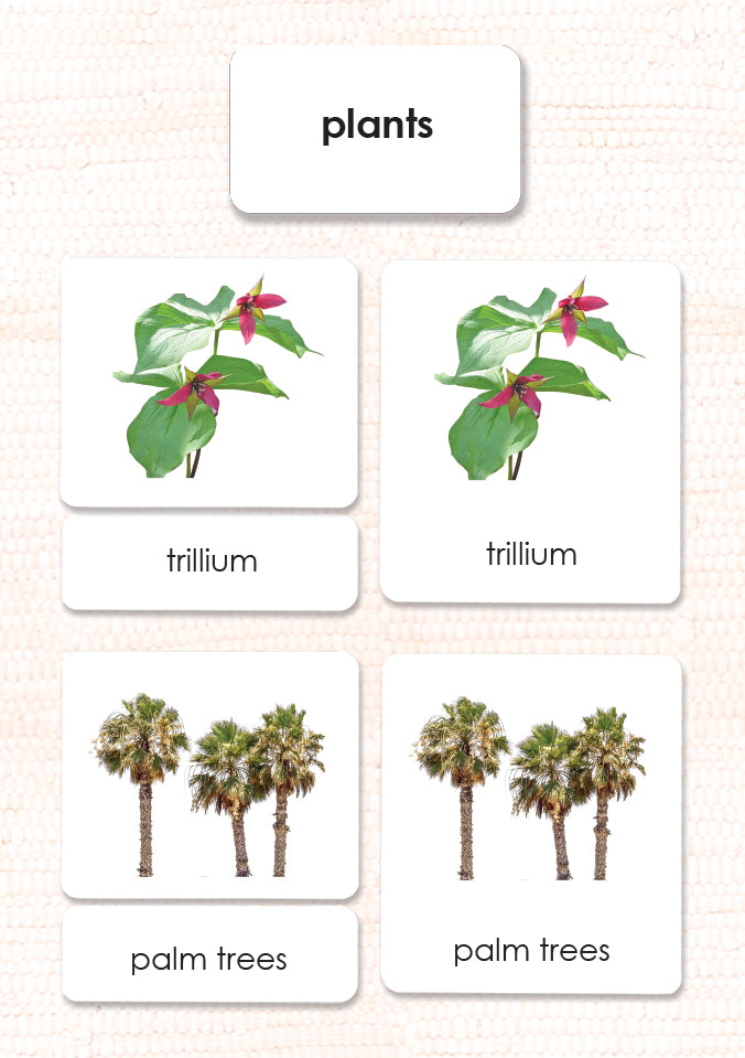 Plant Kingdom Montessori Zoology Cards – Maitri Learning