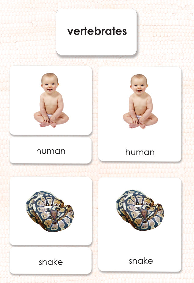 Vertebrates Montessori Zoology Cards – Maitri Learning