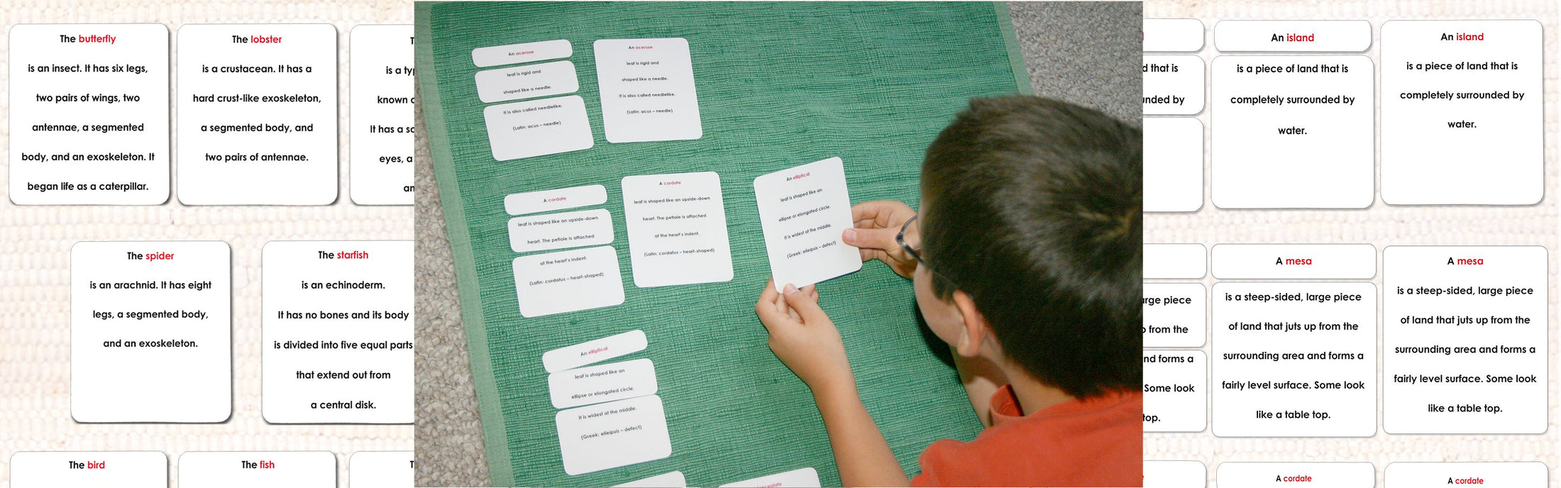 Montessori Definition Cards