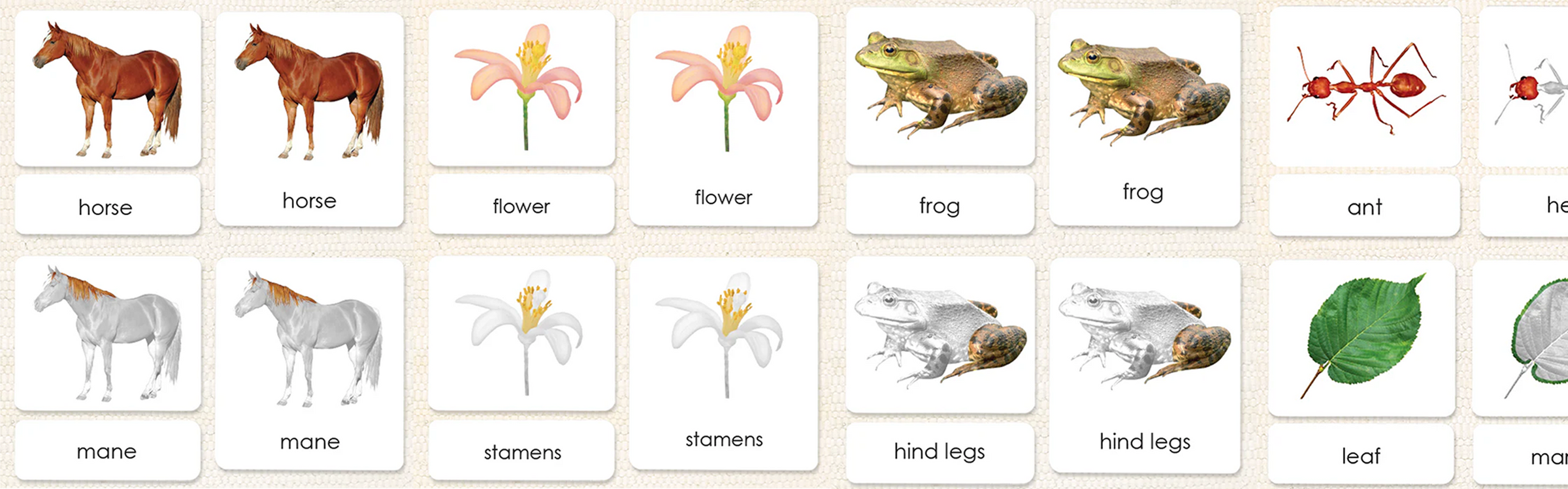 Montessori "Parts of" External Anatomy Reading Classification Cards