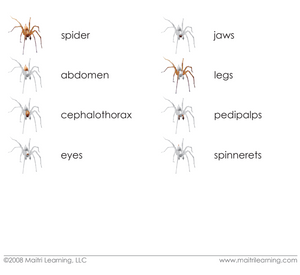 Montessori Spider Definition Cards